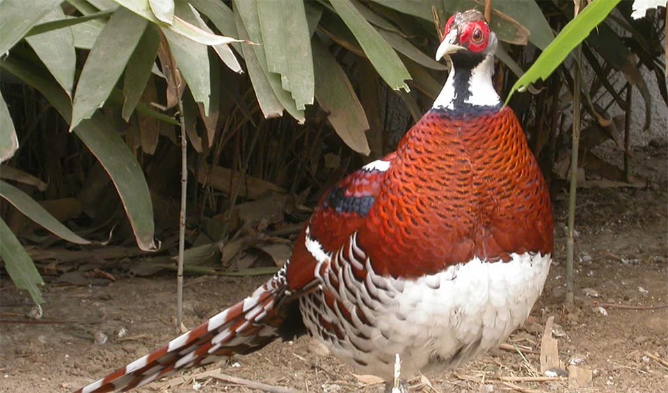 Elliot's pheasant facts, distribution & population | BioDB